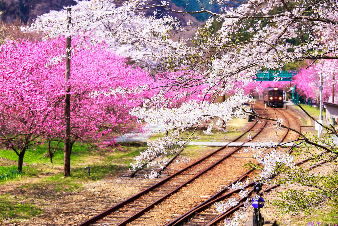 Cherry Blossom Season Only - Watarase River Valley Sakura Train, Little ...